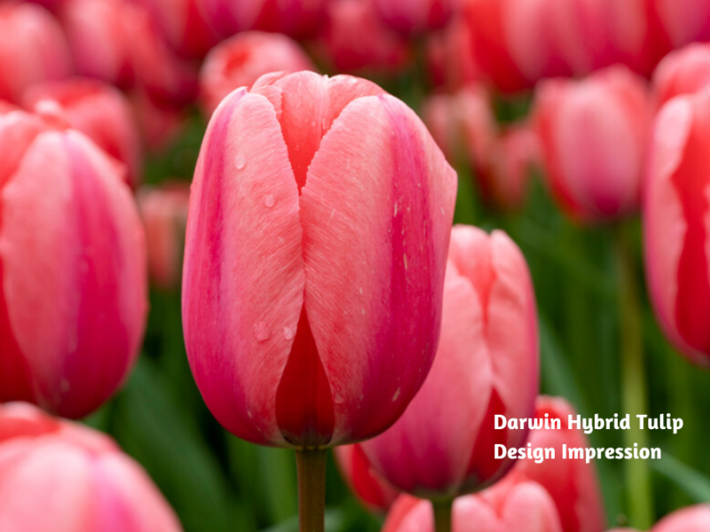 Learn About Different Tulip Types | Flowers, Gardening | Blooming Secrets