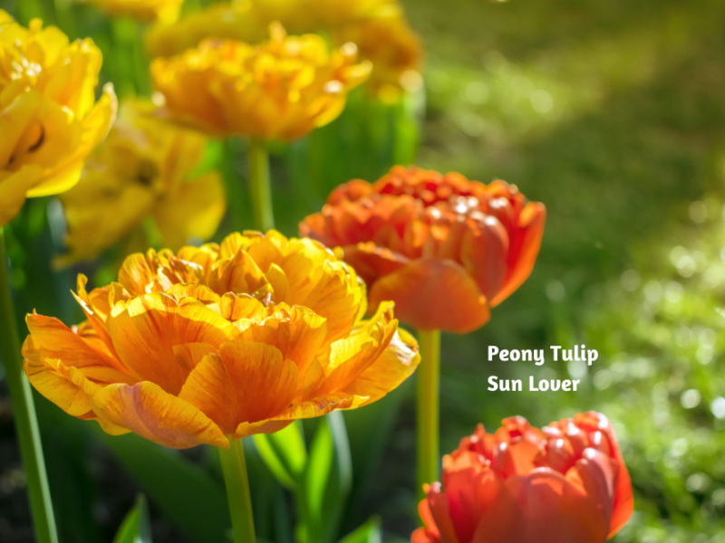 Learn About Different Tulip Types | Flowers, Gardening | Blooming Secrets