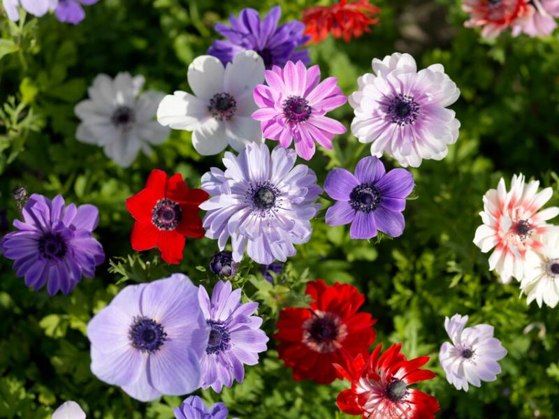 Using Color In The Garden | Flowers, Plants, Gardening | Blooming Secrets