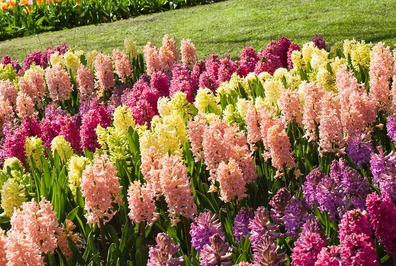 Using Color In The Garden | Flowers, Plants, Gardening | Blooming Secrets