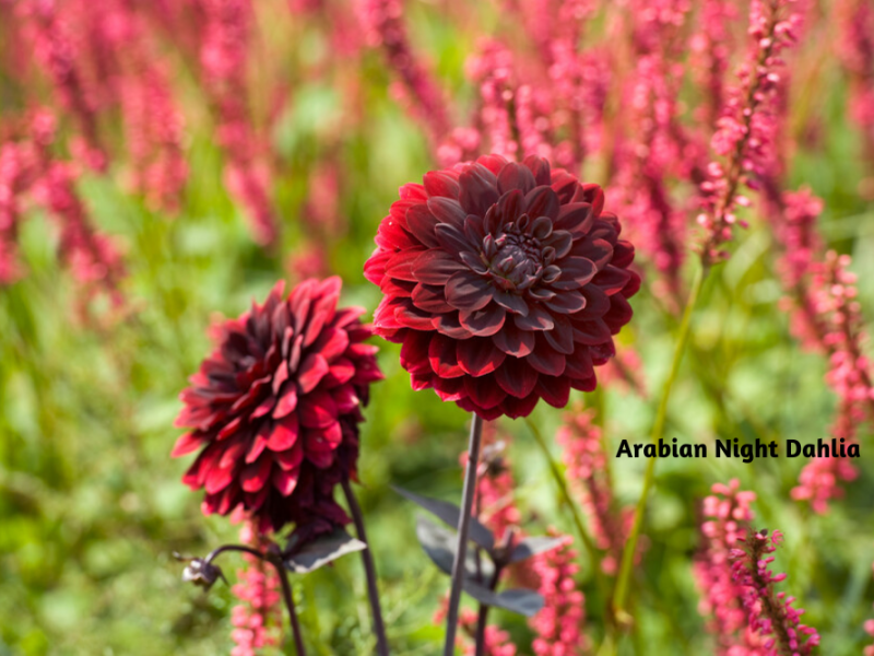 Growing Black Flower Varieties | Flowers, Gardening | Blooming Secrets