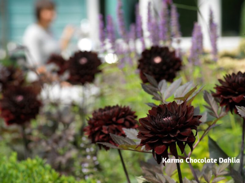 Growing Black Flower Varieties | Flowers, Gardening | Blooming Secrets