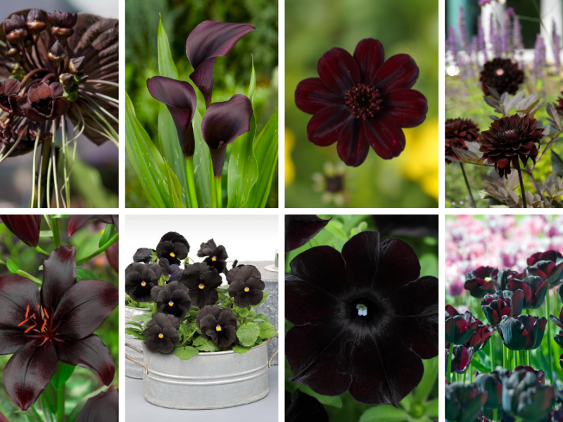 Growing Black Flower Varieties | Flowers, Gardening | Blooming Secrets