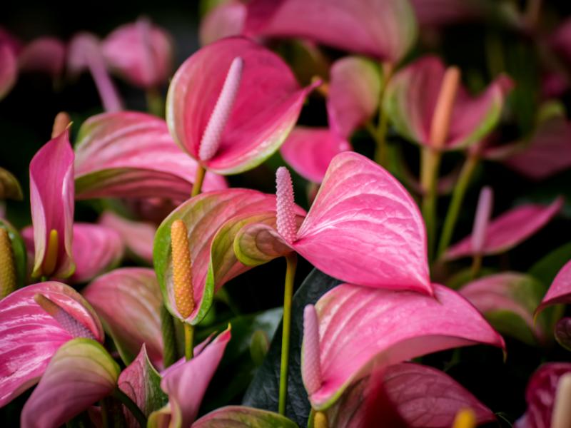 Tips On Growing Anthuriums | Tropical Plants, Gardening | Blooming Secrets