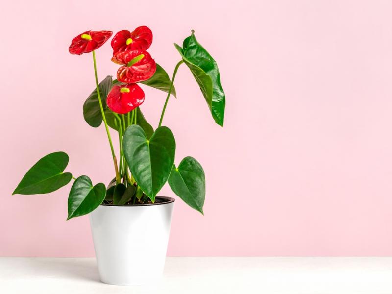 Tips On Growing Anthuriums | Tropical Plants, Gardening | Blooming Secrets