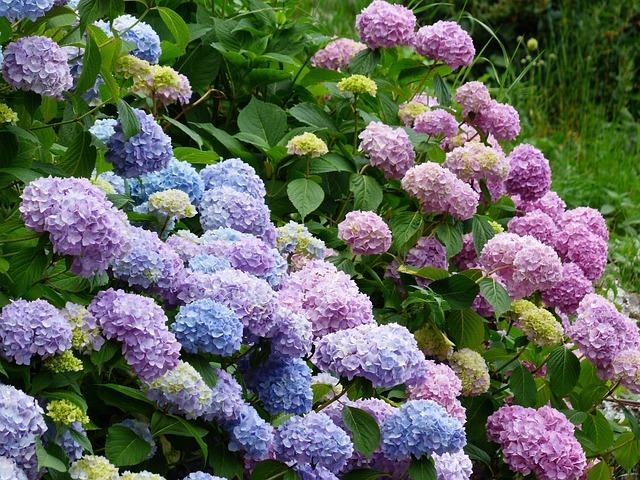 Colorful Shrubs In The Garden | Plants, Gardening | Blooming Secrets
