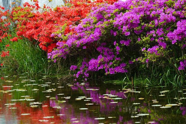 Colorful Shrubs In The Garden | Plants, Gardening | Blooming Secrets