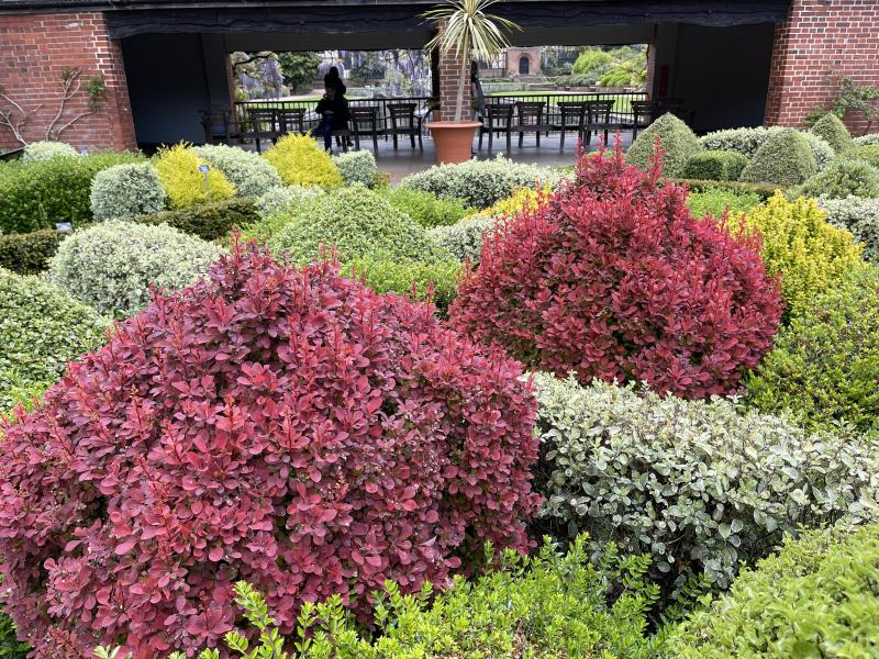Colorful Shrubs In The Garden | Plants, Gardening | Blooming Secrets