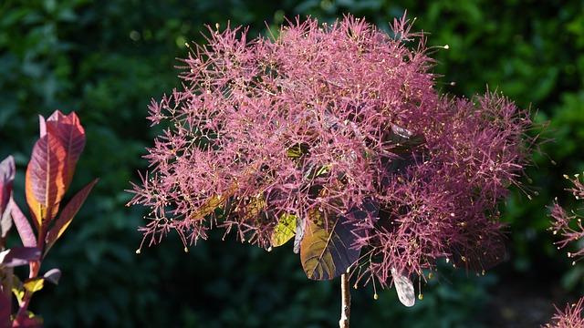 Colorful Shrubs In The Garden | Plants, Gardening | Blooming Secrets