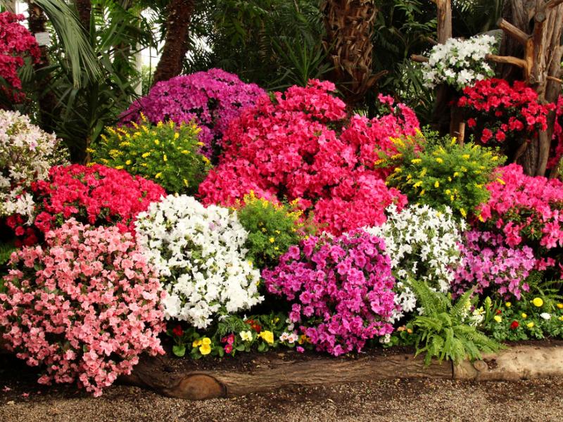 Colorful Shrubs In The Garden | Plants, Gardening | Blooming Secrets
