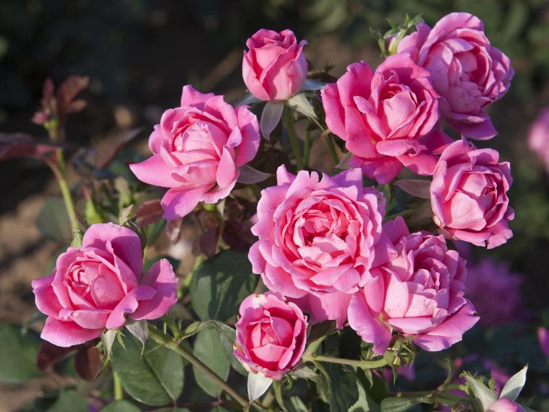 Celebrate Knock Out Roses | Roses, Flowers, Gardening | Blooming Secrets