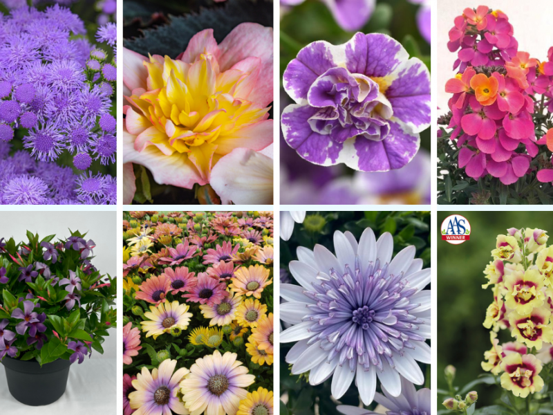 New Annual Flower Varieties 2025 | Flowers, Gardening | Blooming Secrets