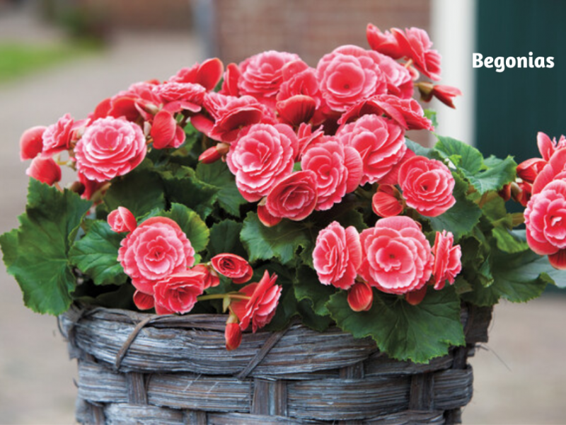 Tips On Growing Summer Bulbs In Containers | Gardening | Blooming Secrets