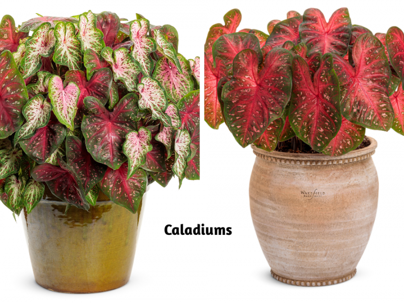 Tips On Growing Summer Bulbs In Containers | Gardening | Blooming Secrets