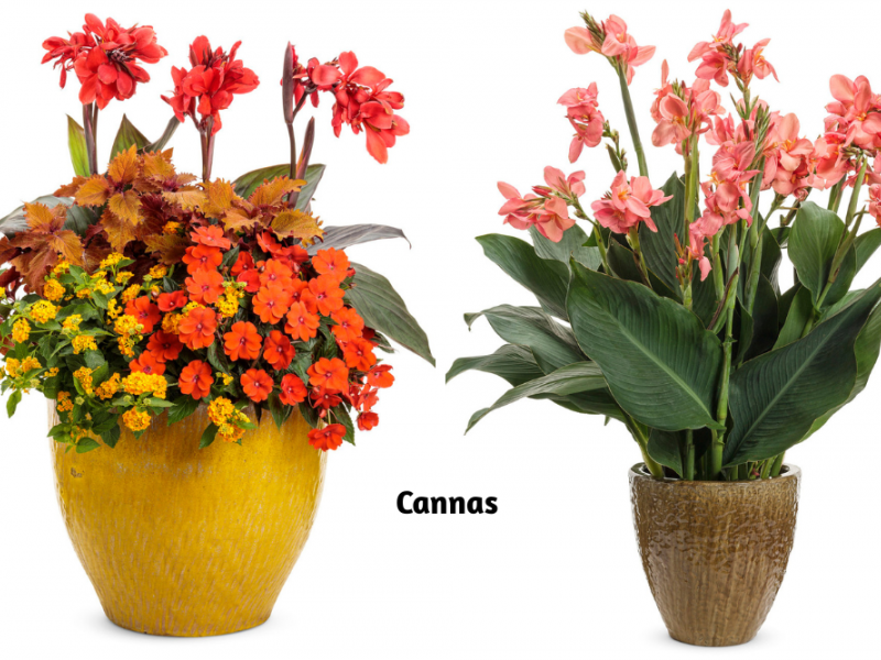 Tips On Growing Summer Bulbs In Containers | Gardening | Blooming Secrets