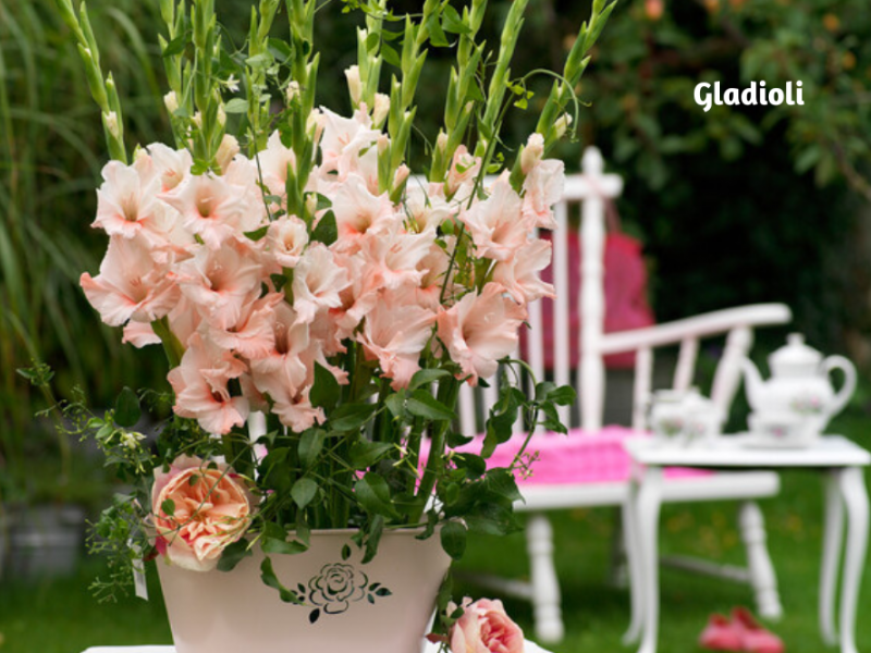 Tips On Growing Summer Bulbs In Containers | Gardening | Blooming Secrets