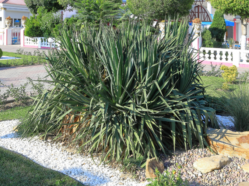 How to Use Yucca Plants in Garden Design | Gardening | Blooming Secrets