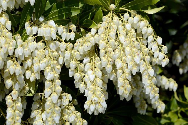 The Allure of Japanese Pieris | Shrub, Gardening | Blooming Secrets