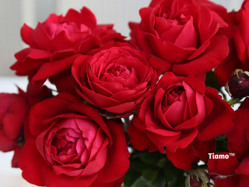 Patented Rose Varieties