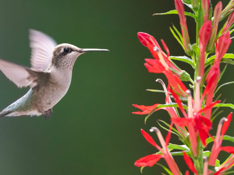 Using Innovating Trends To Attract Hummingbirds | Garden | Blooming Secrets