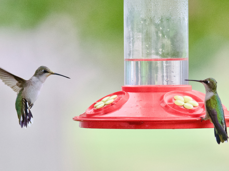 Using Innovating Trends To Attract Hummingbirds | Garden | Blooming Secrets