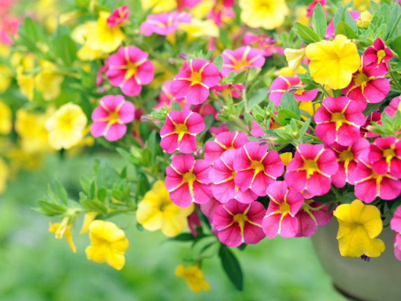 Best Summer Blooms For The Garden | Flowers, Gardening | Blooming Secrets