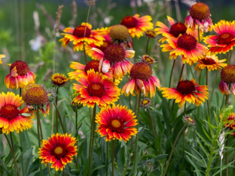 Best Summer Blooms For The Garden | Flowers, Gardening | Blooming Secrets