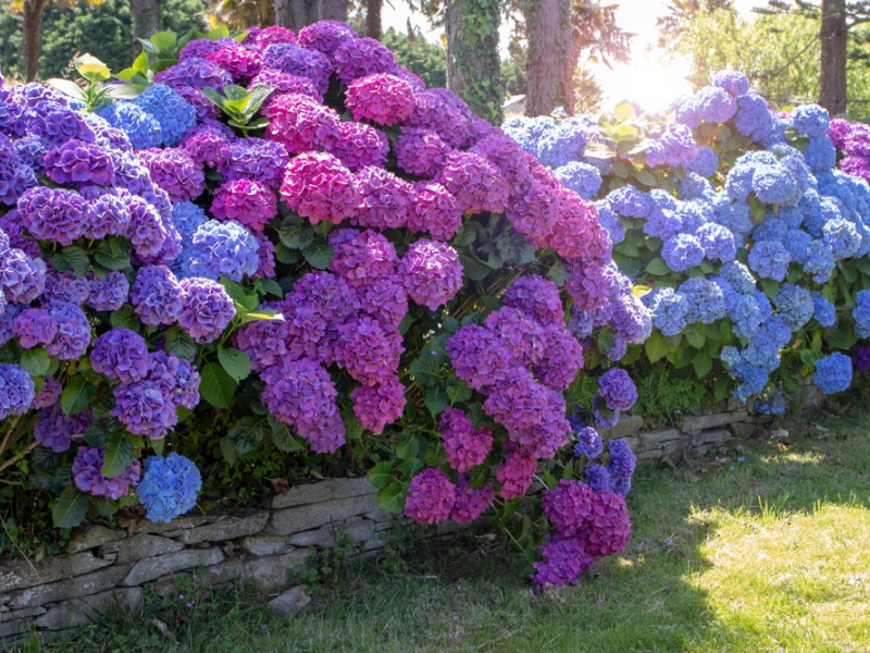 Best Summer Blooms For The Garden | Flowers, Gardening | Blooming Secrets