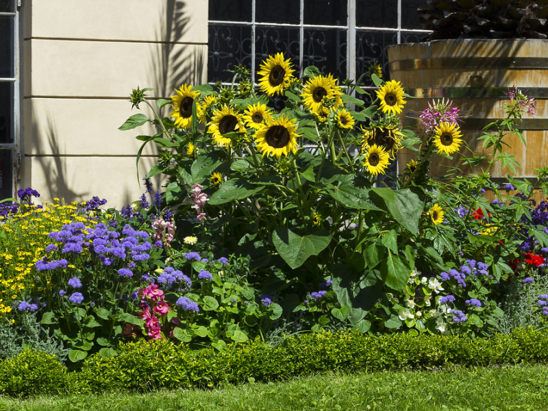 Best Summer Blooms For The Garden | Flowers, Gardening | Blooming Secrets