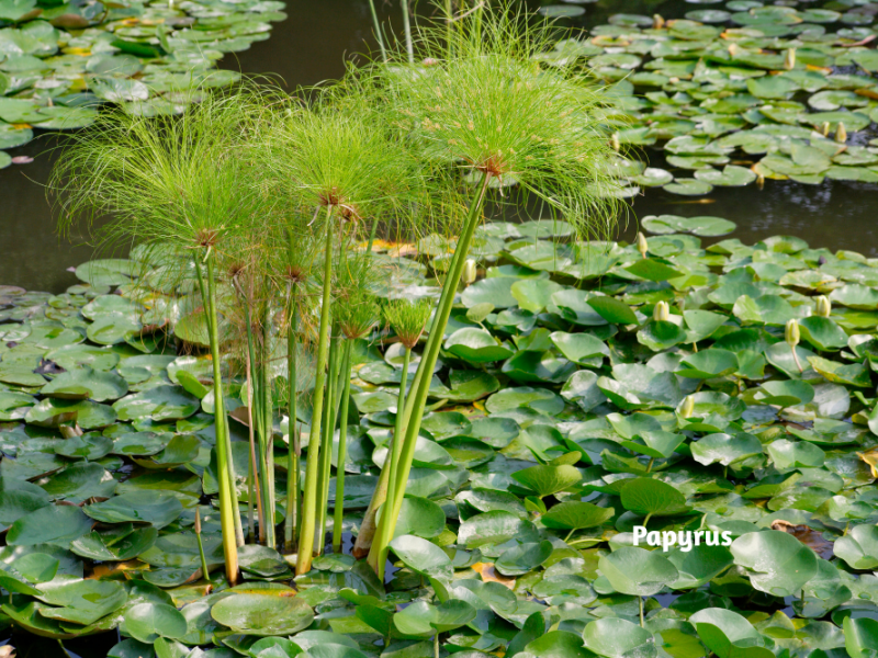 Plants to Enhance Your Water Garden | Water, Gardening | Blooming Secrets