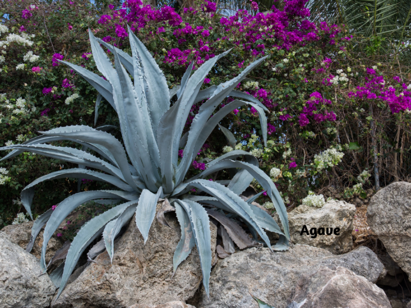 Drought-Tolerant Plants for a Thriving Garden | Garden | Blooming Secrets