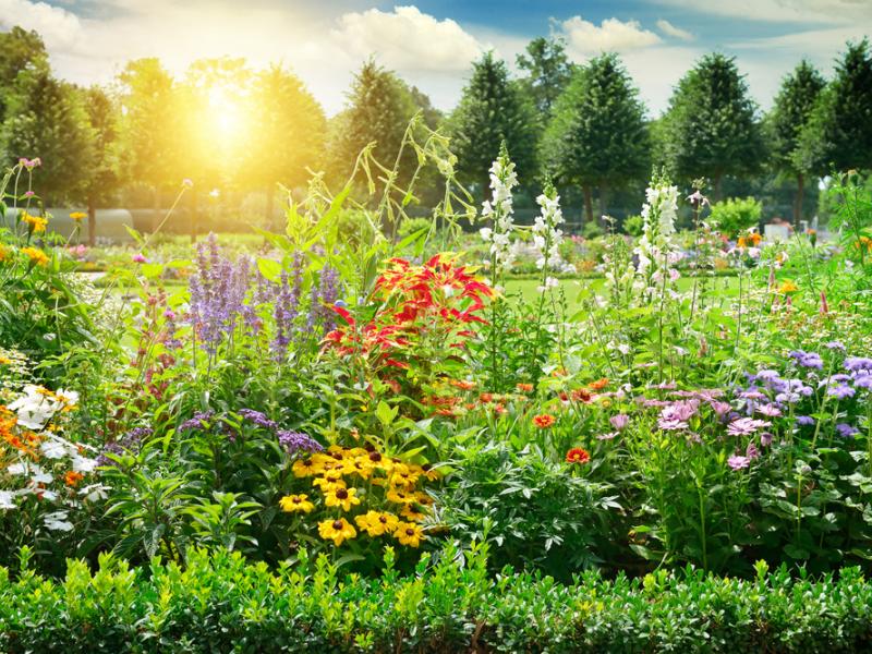 Flowers That Thrive in Full Sun | Flowers, Gardening | Blooming Secrets