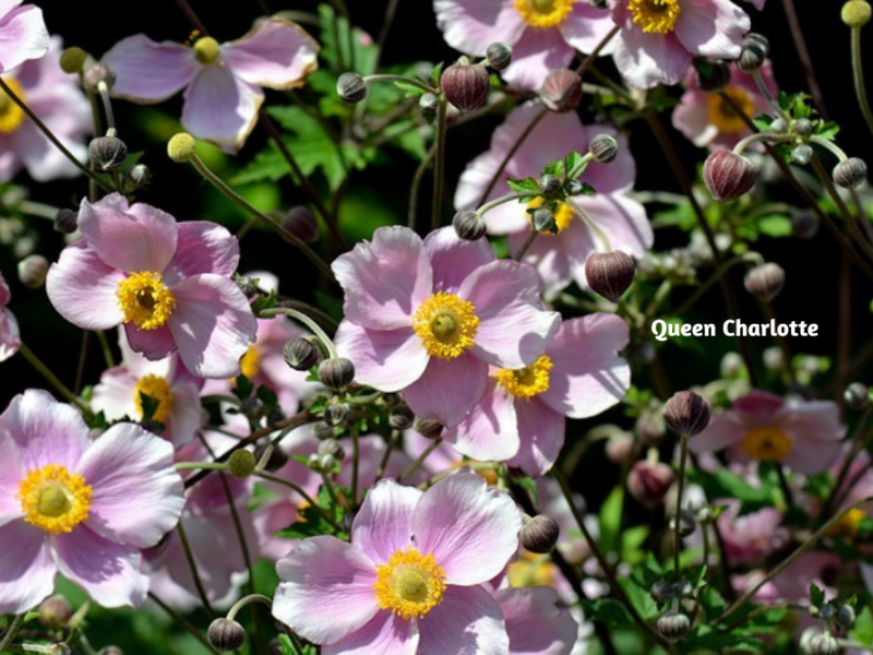 Mastering Japanese Anemones | Flowers, Gardening | Blooming Secrets