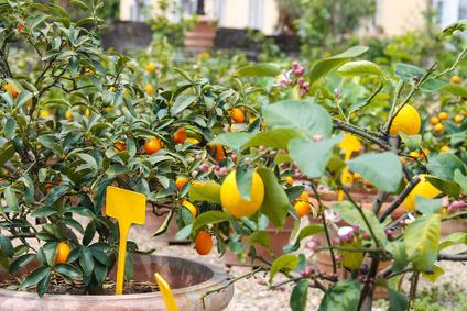 Tips On Growing A Citrus Tree | Gardening DIY | Blooming Secrets