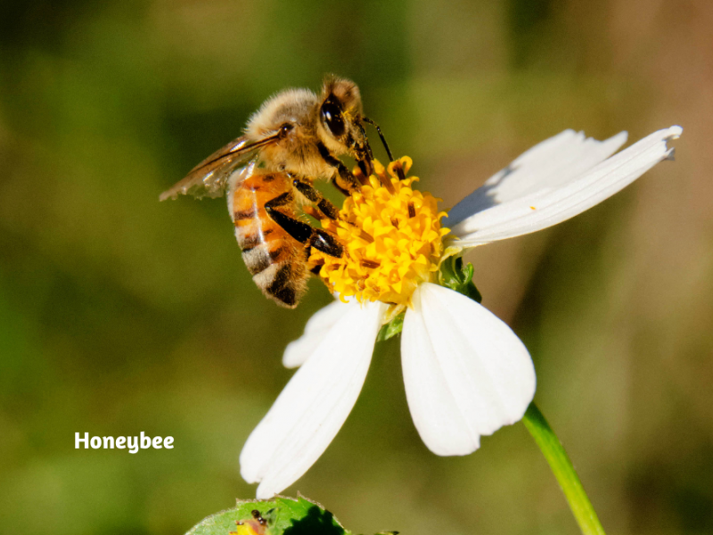 12 Common Pollinators To Know About | Gardening | Blooming Secrets