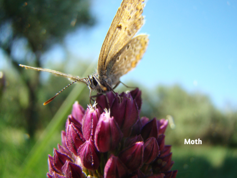 12 Common Pollinators To Know About | Gardening | Blooming Secrets