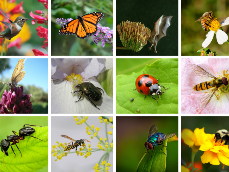12 Common Pollinators To Know About | Gardening | Blooming Secrets