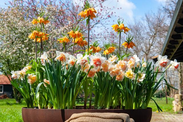 Plant Fall Flower Bulbs For Harmony And Tranquility | Blooming Secrets