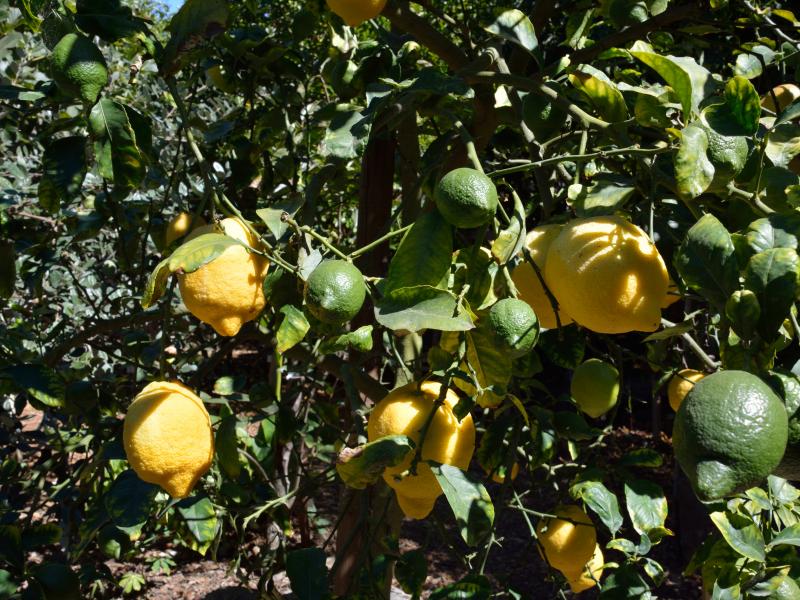 Tips on Growing A Citrus Tree | Fruit Trees, Gardening | Blooming Secrets
