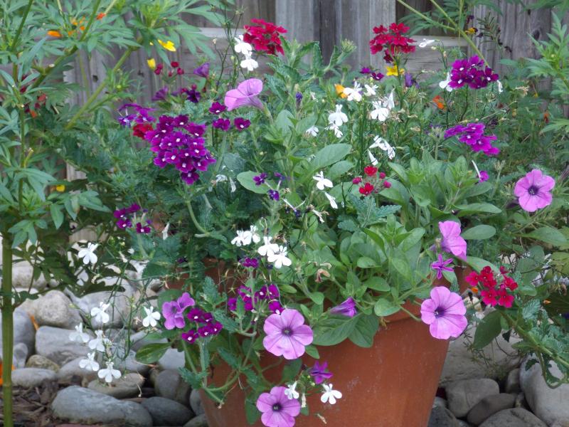 DIY Fall Containers | Calibrochoa, Containers, Gardening | Blooming Secrets