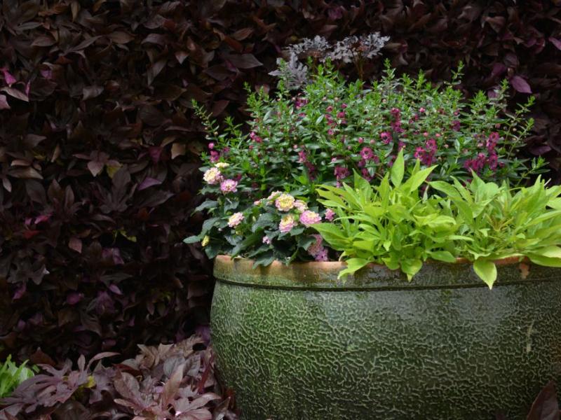 DIY Fall Containers | Calibrochoa, Containers, Gardening | Blooming Secrets