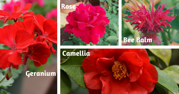 The Color Red | Red Flowers, Plants, Gardening | Blooming Secrets