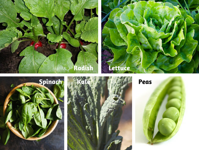 5 Easy Spring Vegetables | Spinach, Kale, Peas, Garden | Blooming Secrets