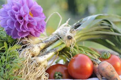 Plants That Work Together, Companion Planting | Gardening | Blooming ...