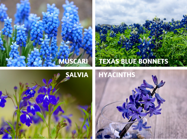 The Year In Color | Blue Flowers, Gardening | Blooming Secrets