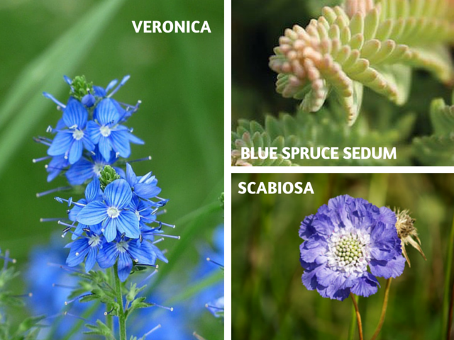 The Year In Color | Blue Flowers, Gardening | Blooming Secrets