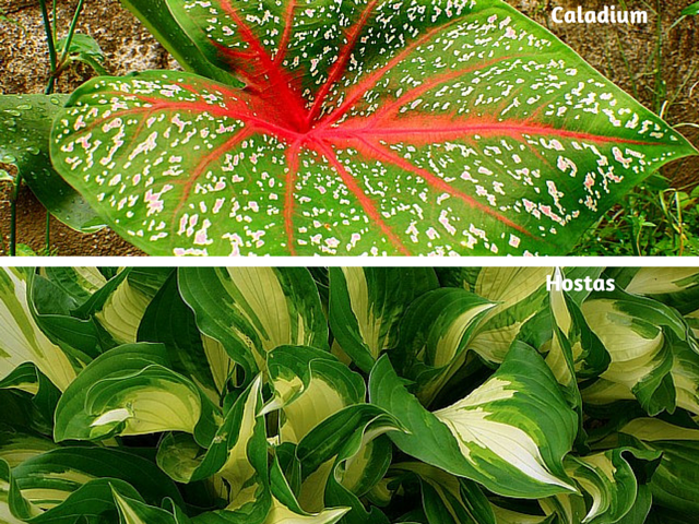 The Year In Color Variegation | Foliage, Plants, Gardening | Blooming ...