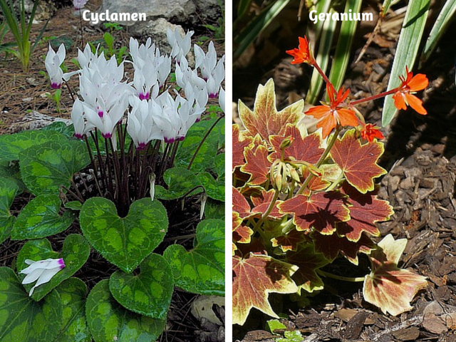 The Year In Color Variegation | Foliage, Plants, Gardening | Blooming ...