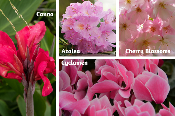 The Year In Color Pink | Flowers, Plants, Gardening | Blooming Secrets