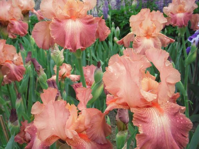 Planting Bearded Irises | Iris, Bulbs, Tips, Gardening | Blooming Secrets